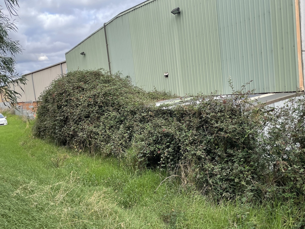 Blackberry Removal Experts in Melbourne Australia