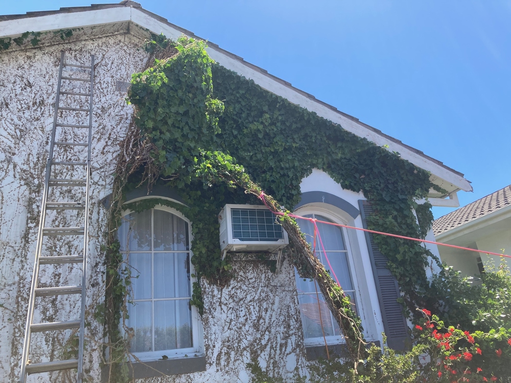 Blackberry Removal Experts in Melbourne Australia