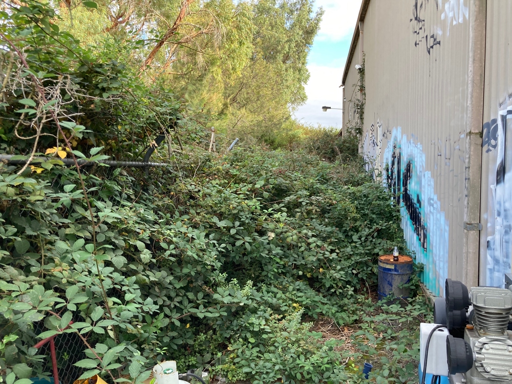 Blackberry Removal Experts in Melbourne Australia