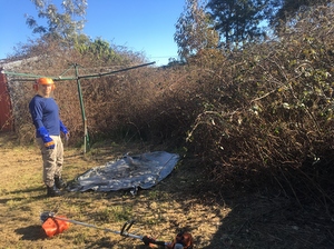 Blackberry Removal Experts in Melbourne Australia